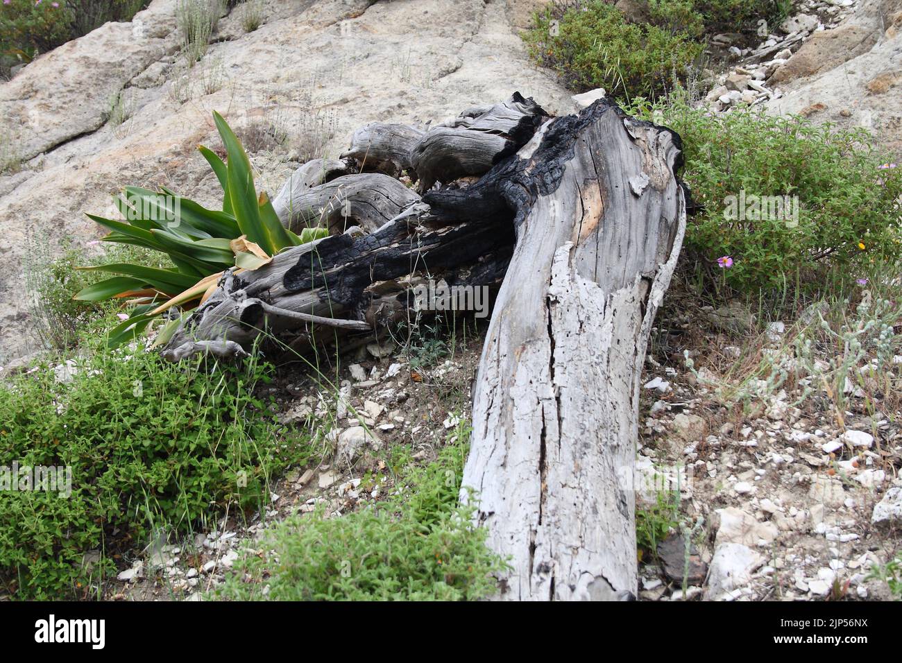 Samos - Griechenland / Samos - Greece Stock Photo - Alamy