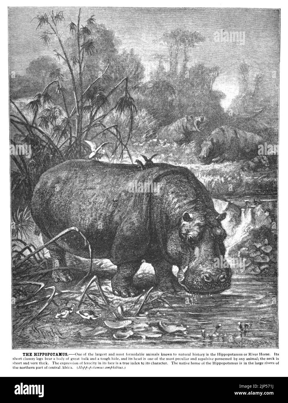 THE HIPPOPOTAMUS.—One of the largest and most formidable animals known ...
