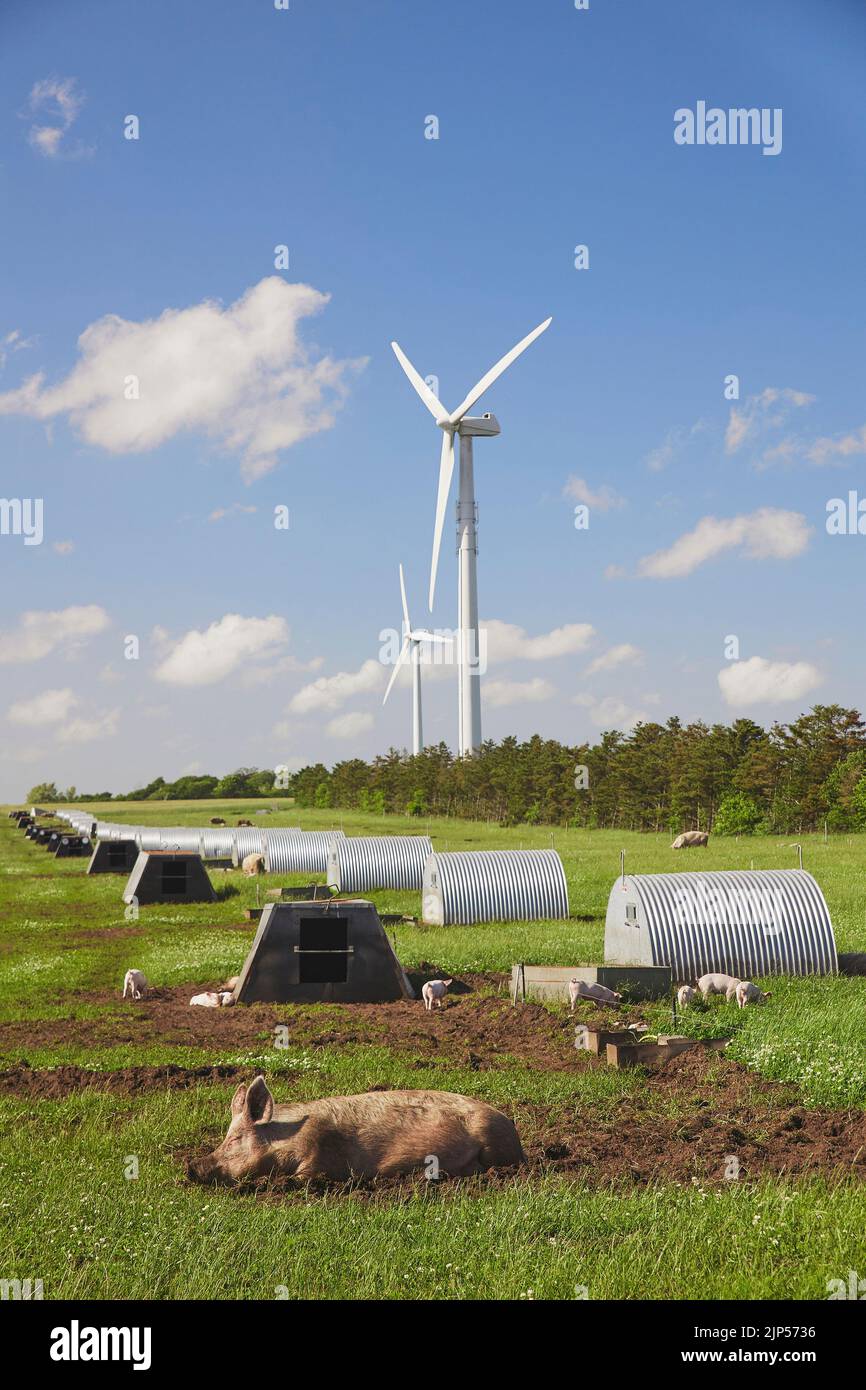 Eco pig farm in Denmark. Green energy Stock Photo - Alamy