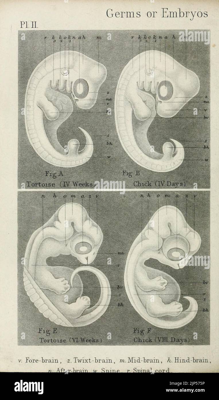The history of creation, or, The development of the earth and its ...