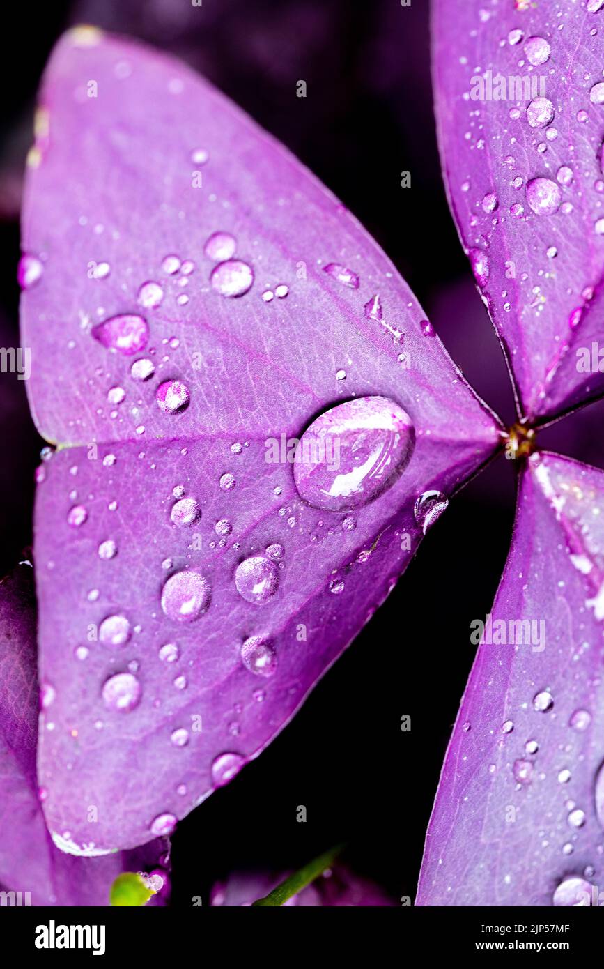 Oxalis or is a large genus of flowering plants in the wood-sorrel ...