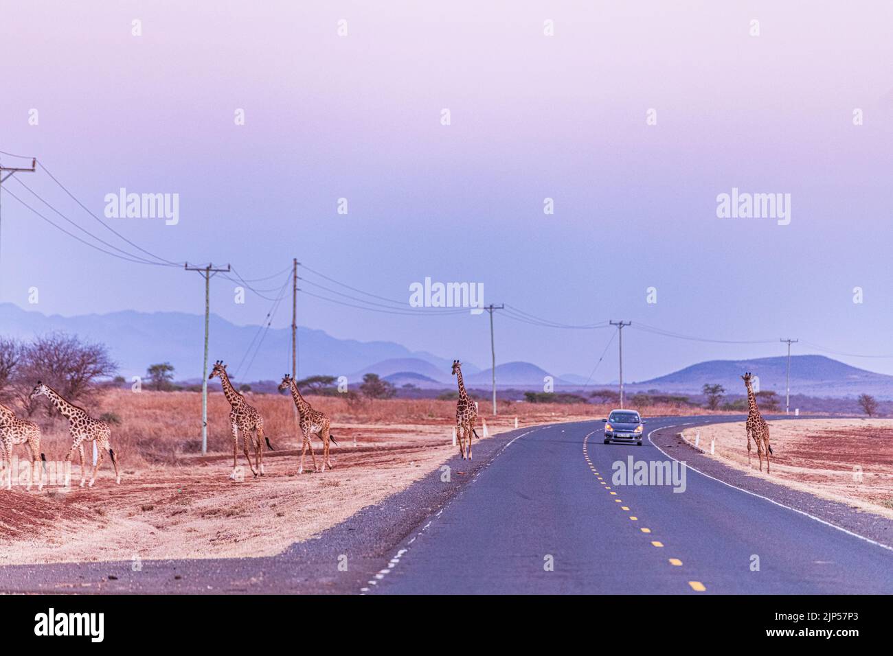 Emali Oloitoktok Highway Road Amboseli National Park Giraffe Wild ...