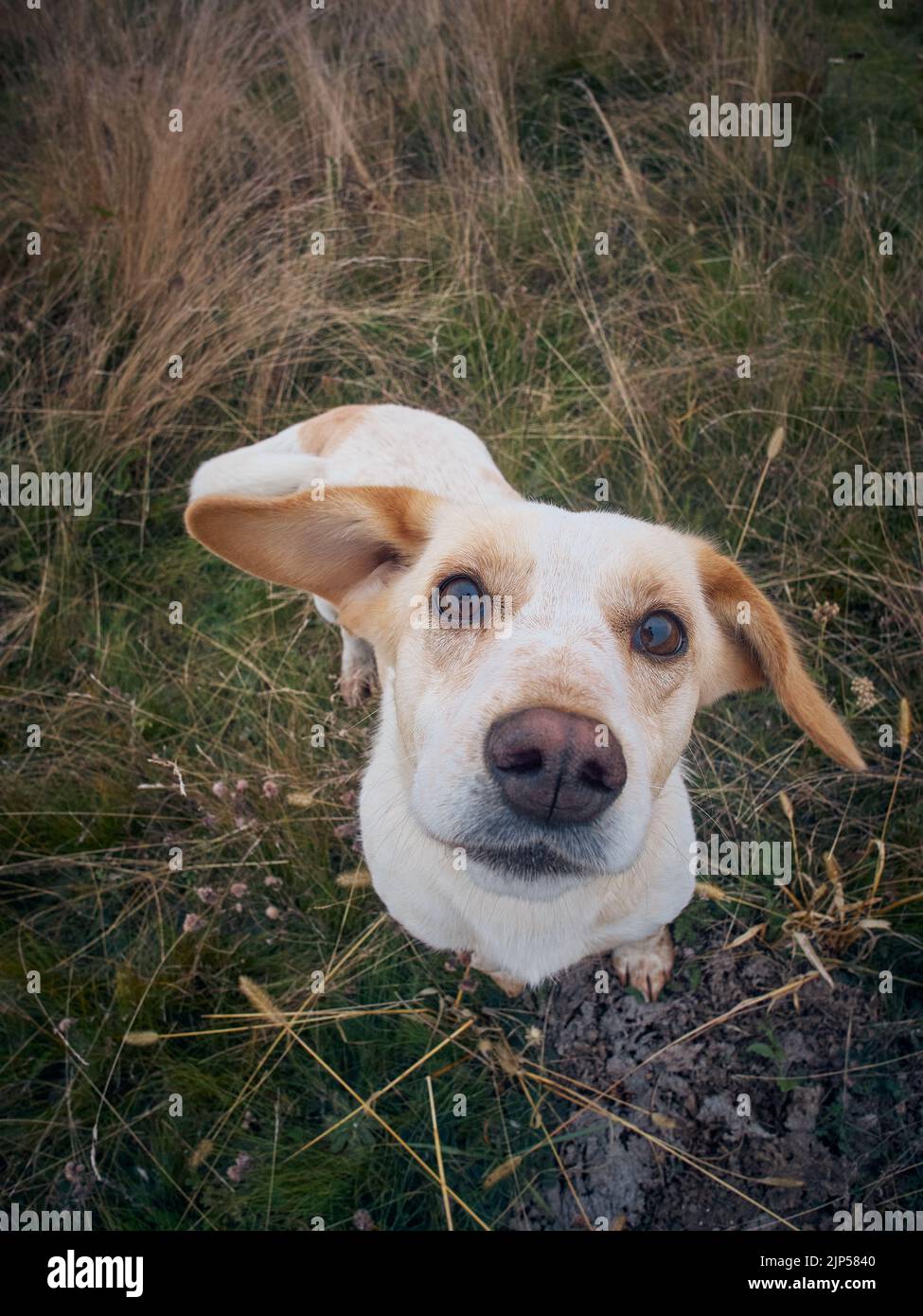 Village dog on the field Stock Photo - Alamy