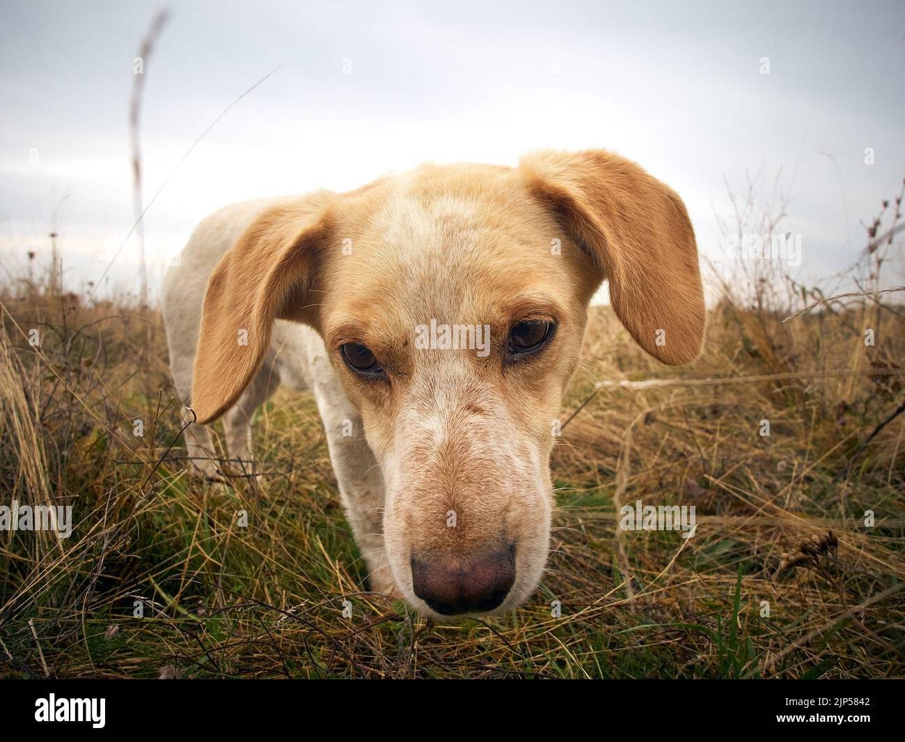 Village dog hi-res stock photography and images - Alamy