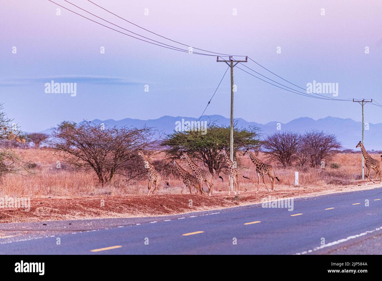 Emali Oloitoktok Highway Road Amboseli National Park Giraffe Wild ...