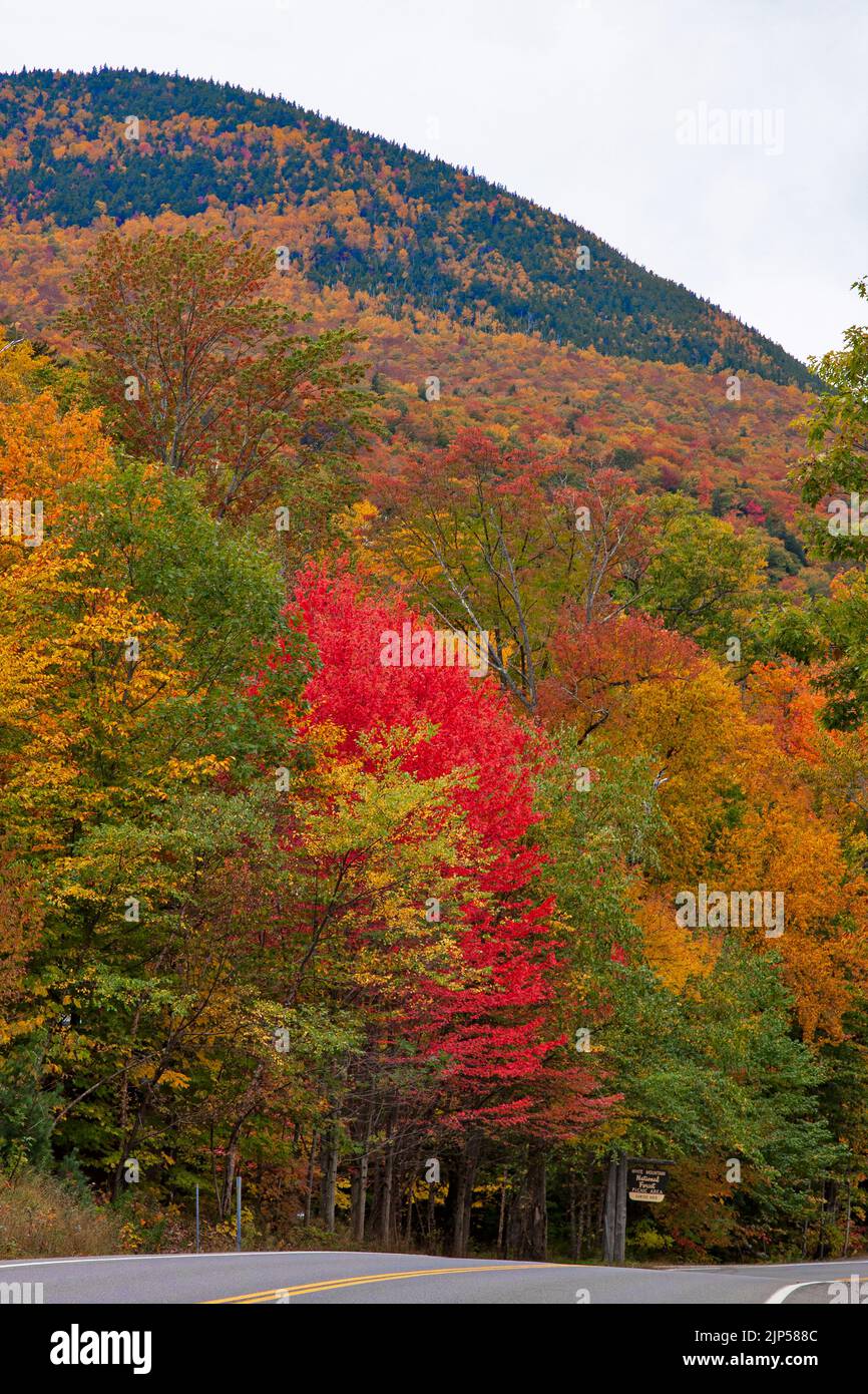 New Hampshire, autumn,fall. foliage, Route 302, west, Hart's Location ...
