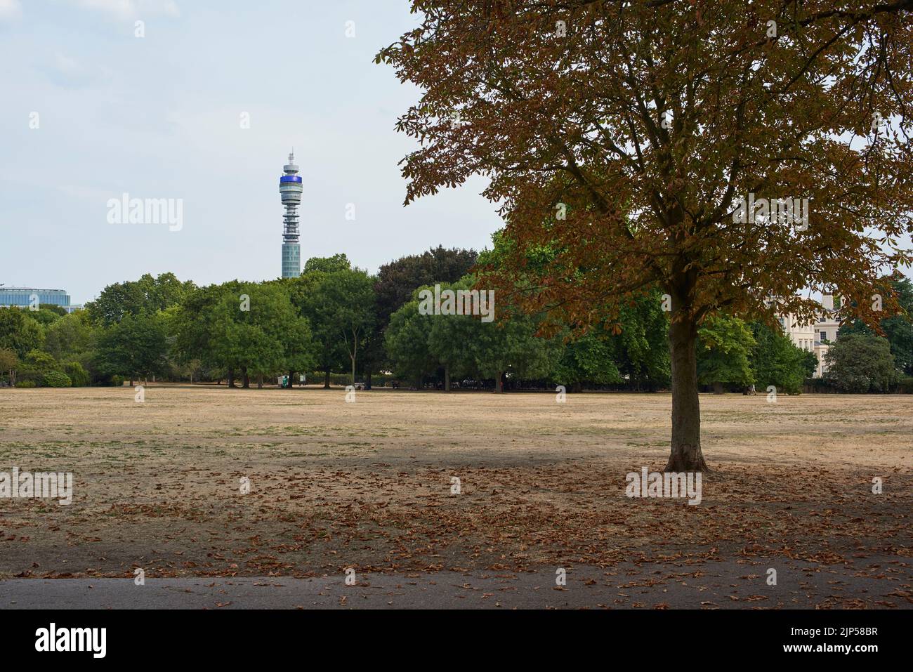 A tree shedding its leaves in Regent's Park, central London UK, during ...