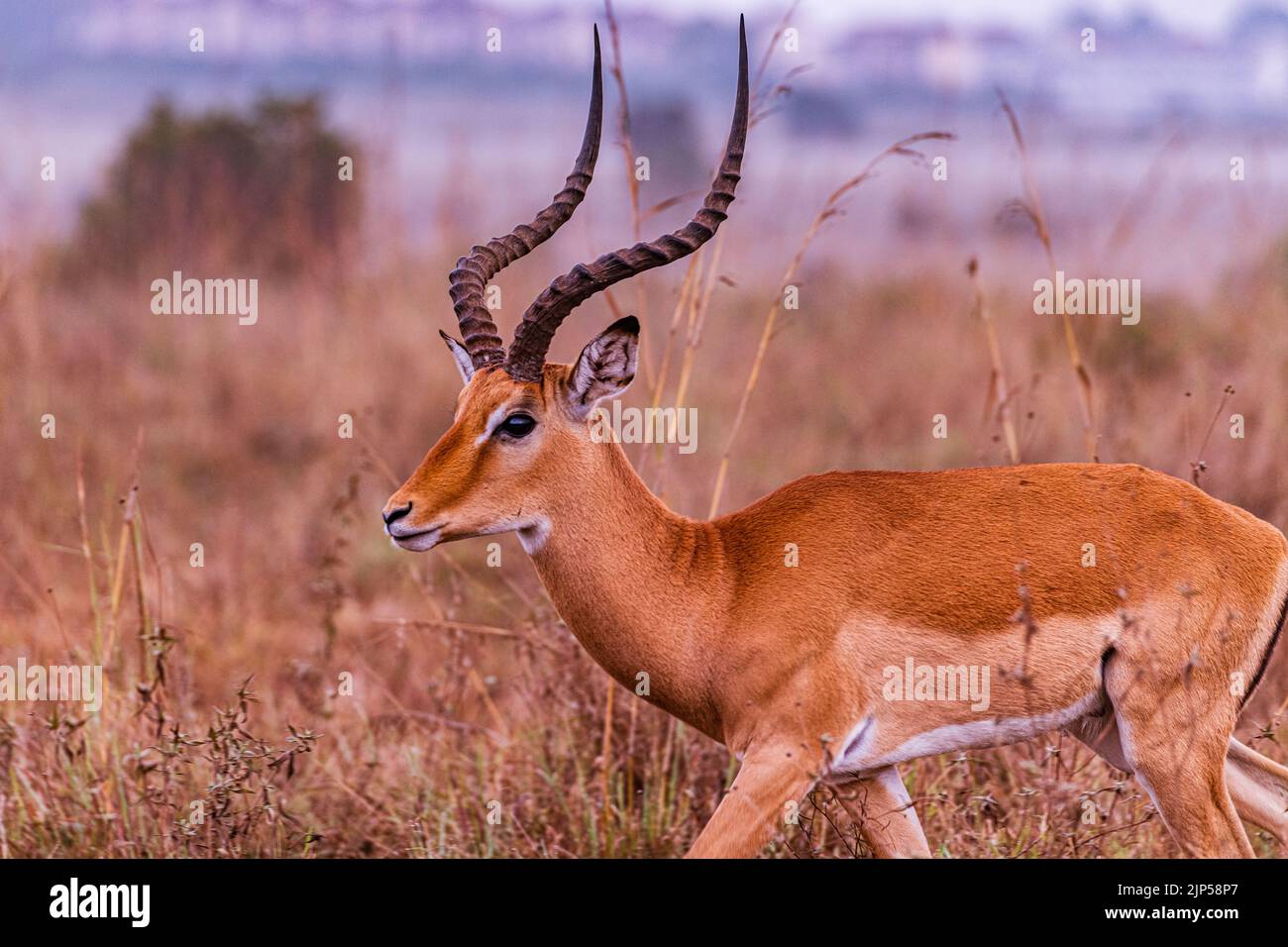 Medium sized antelope found hi-res stock photography and images - Alamy
