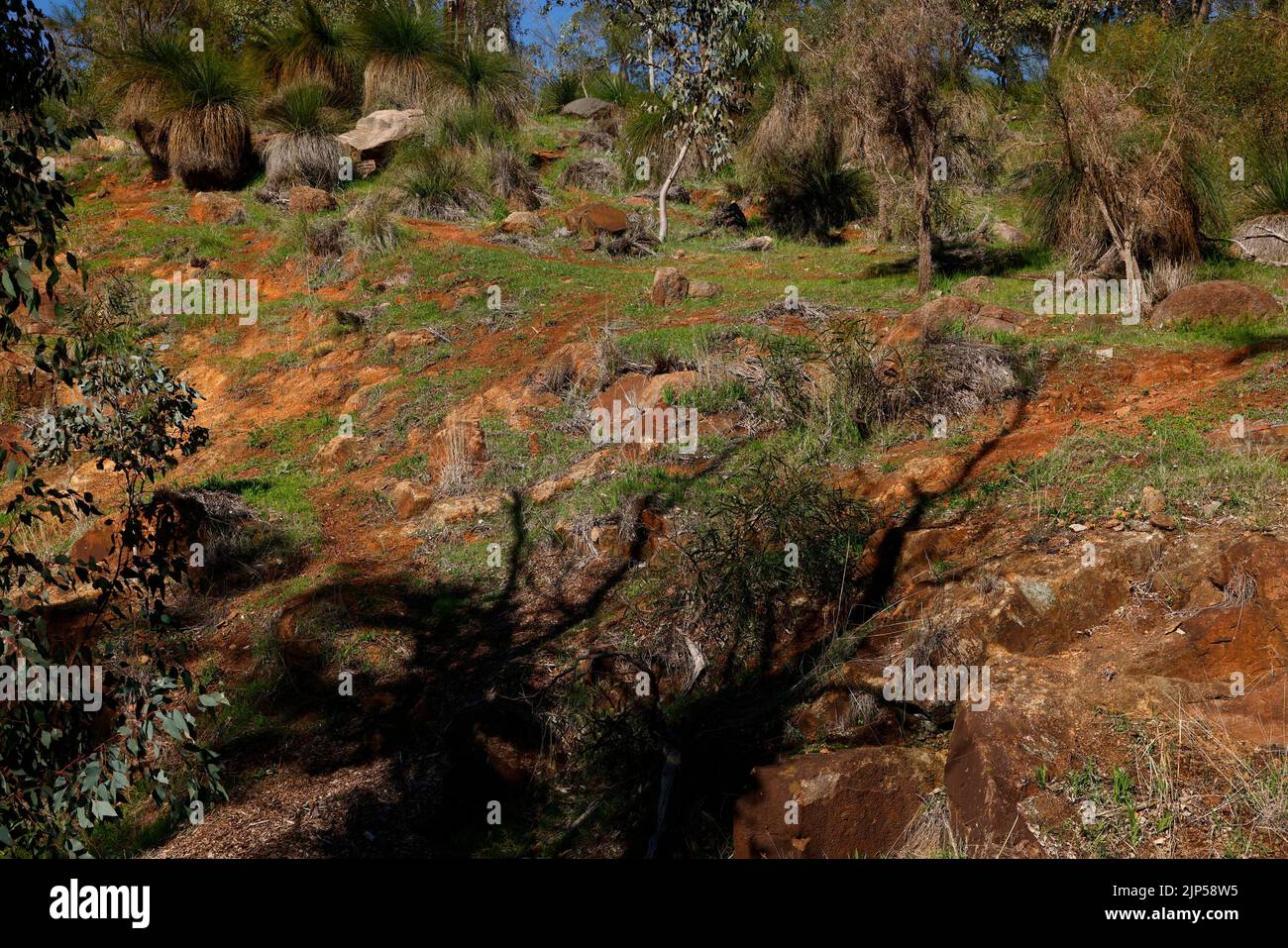 Plants, ancient rocks and red soil seen at the John Forrest National ...