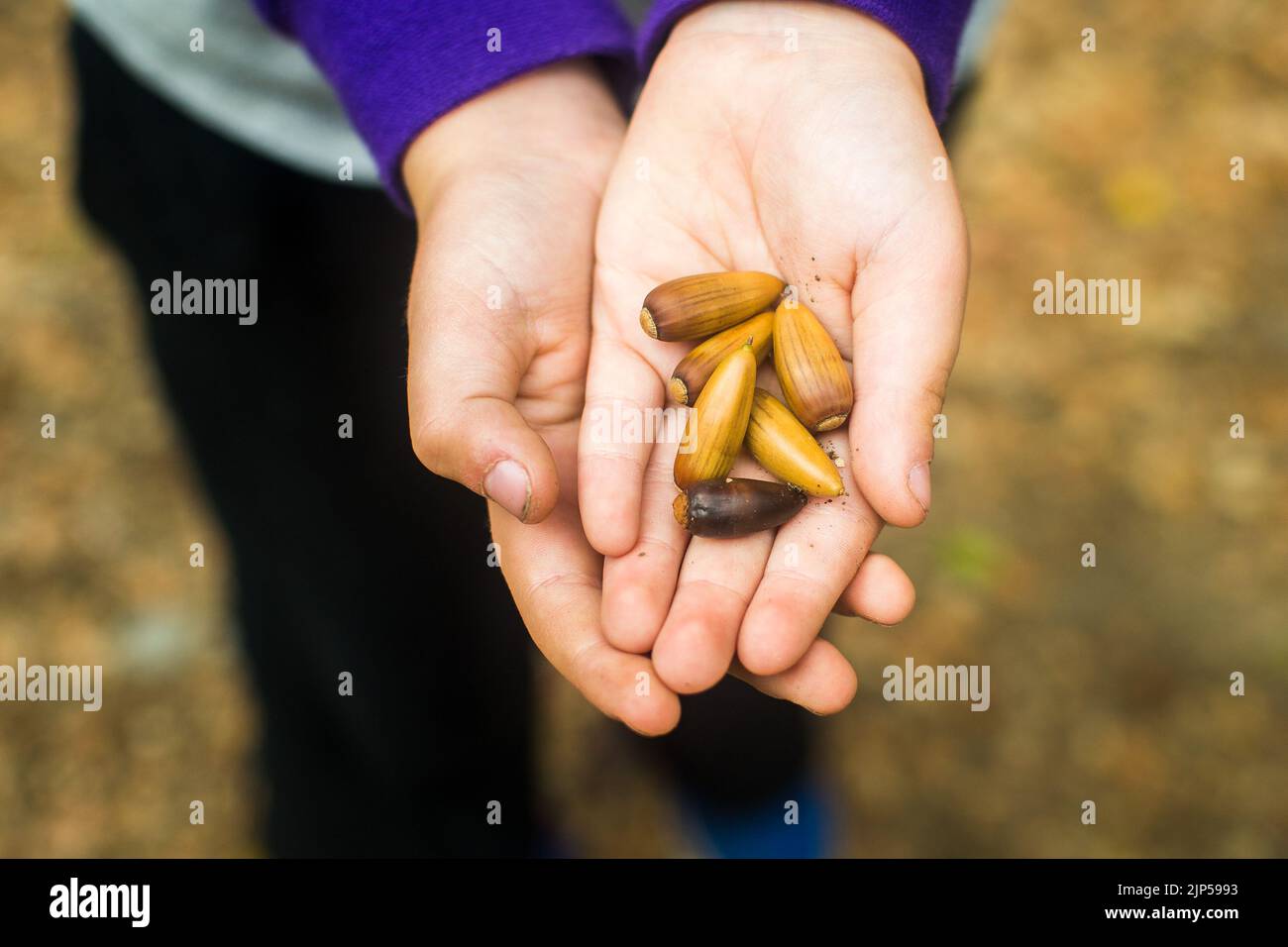 Naturalist child's hand holding acorns whilst camping in California USA ...
