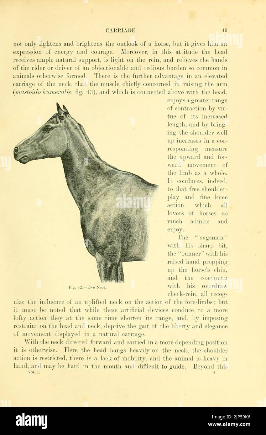 The Horse (Page 49 Stock Photo - Alamy