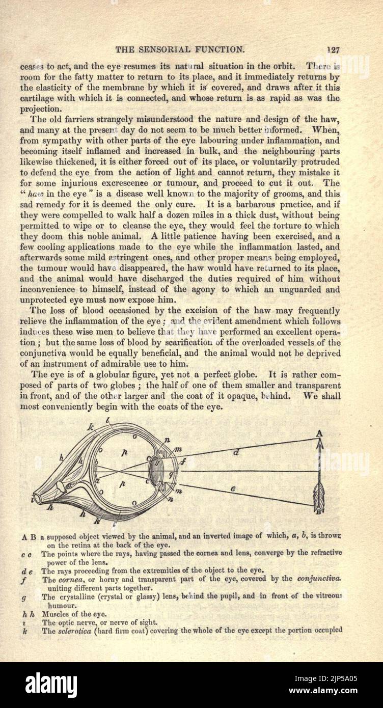 The horse (Page 127 Stock Photo - Alamy