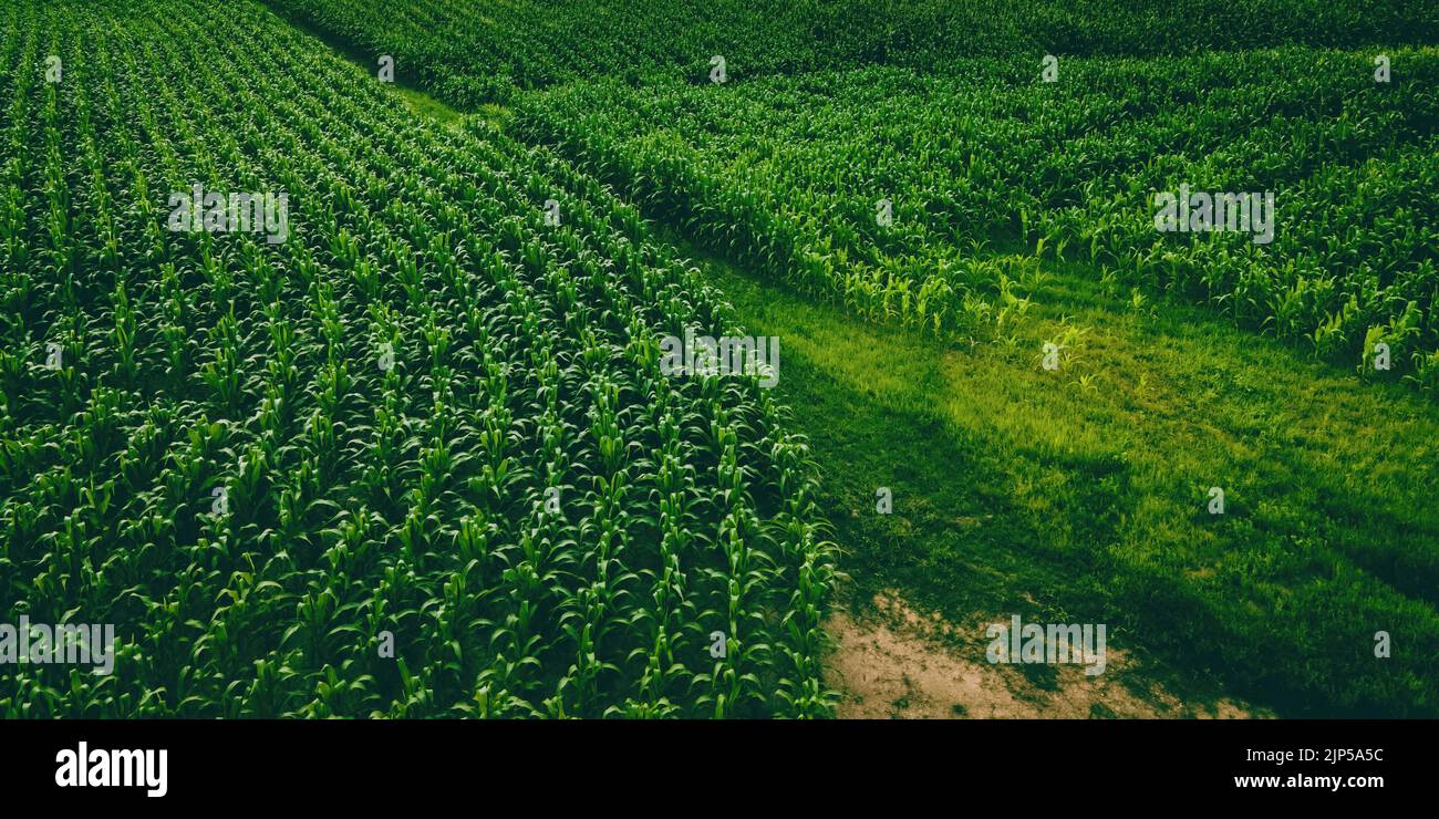 An aerial view of a wisconsin summertime farm with growing corn Stock ...