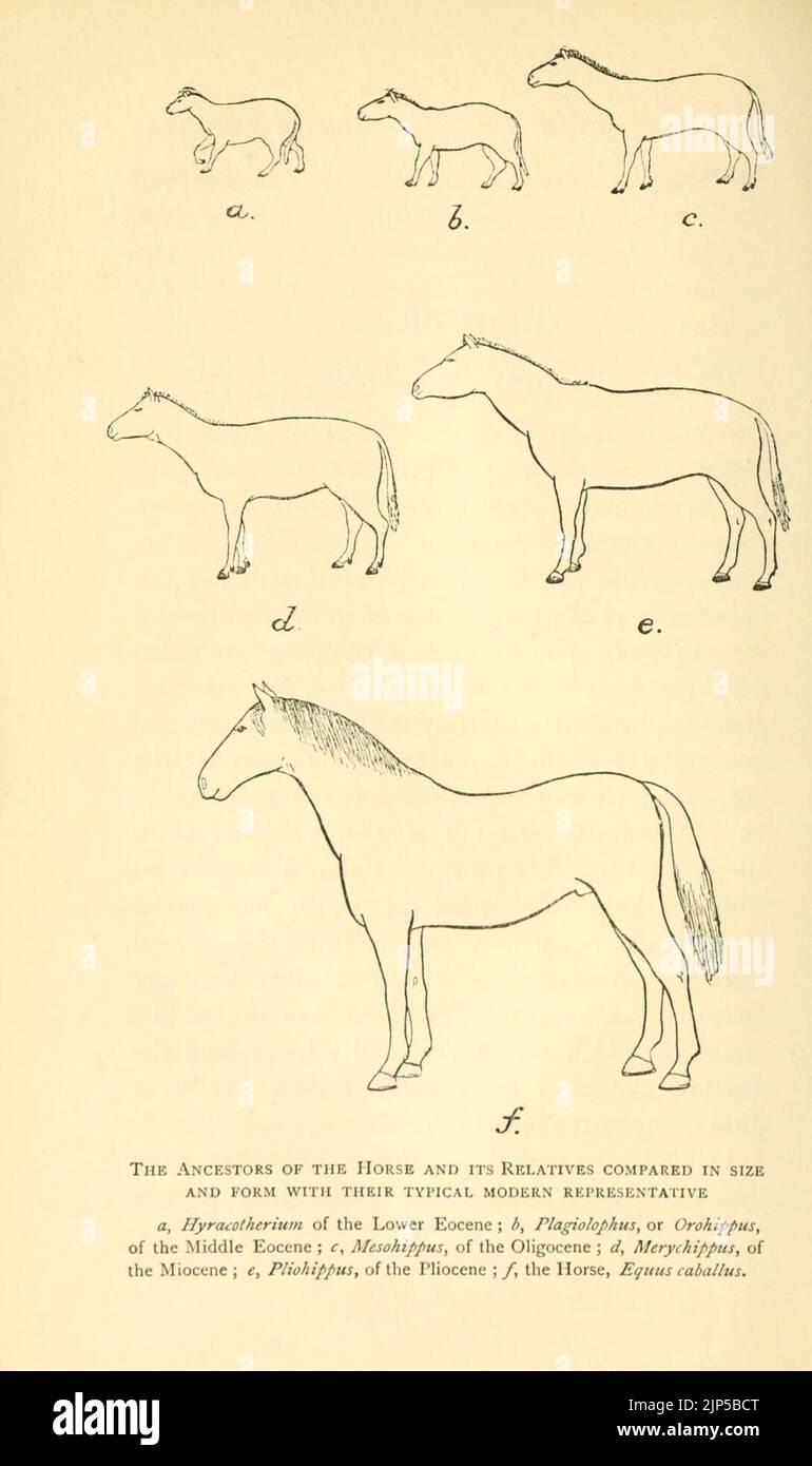 The horse and its relatives (Page 240 Stock Photo - Alamy