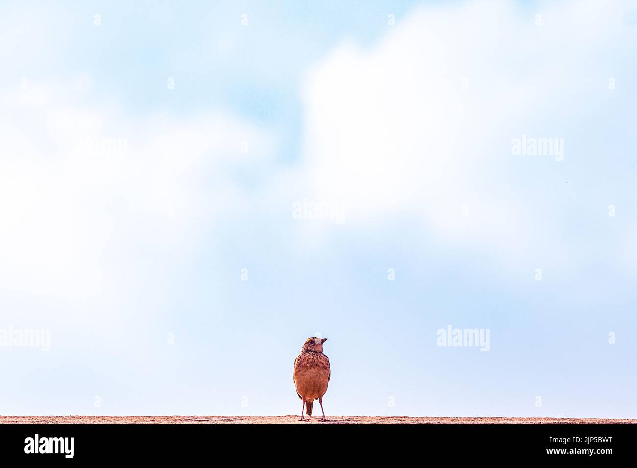 Guinea fowl in savannah safari hi-res stock photography and images - Alamy