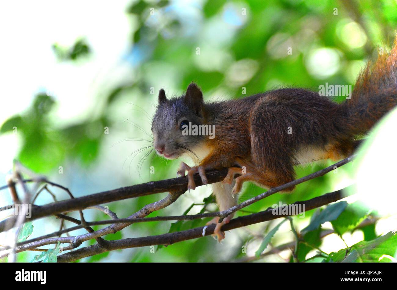 Baby Red Squirl Stock Photo - Alamy