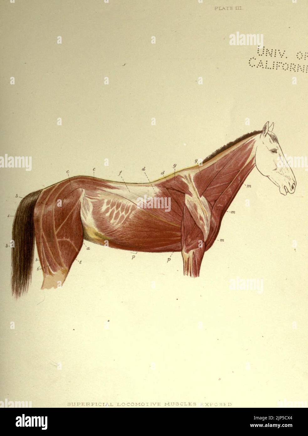 The horse in motion as shown by instantaneous photography Stock Photo ...