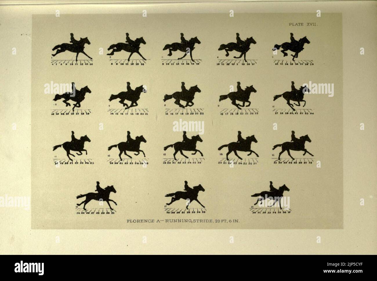 The horse in motion as shown by instantaneous photography Stock Photo ...