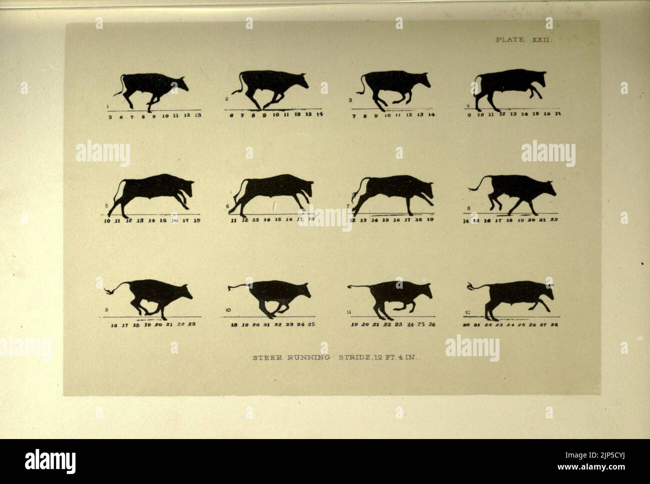 The horse in motion as shown by instantaneous photography Stock Photo ...