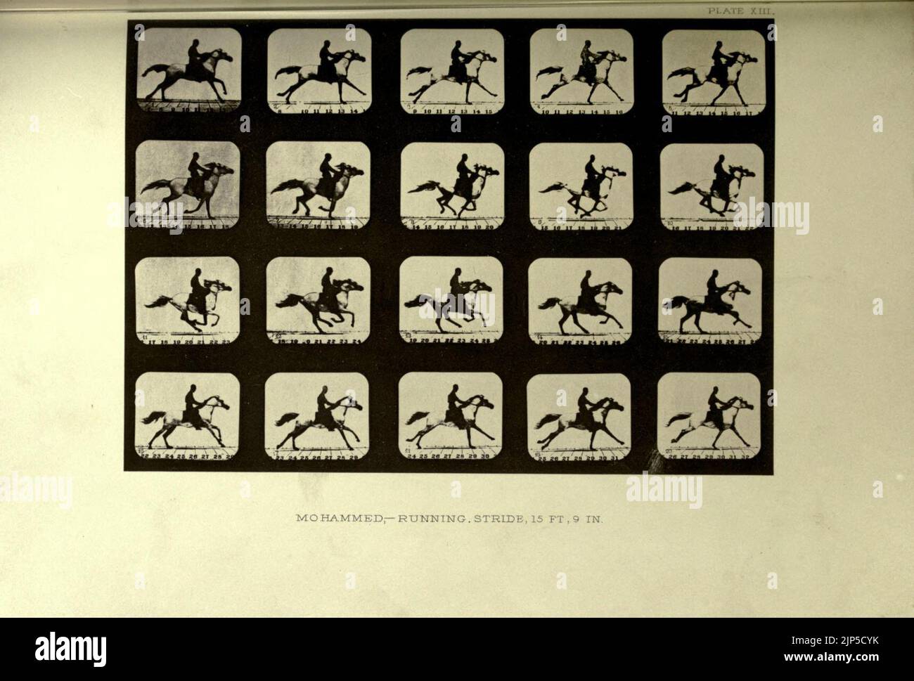The horse in motion as shown by instantaneous photography Stock Photo ...