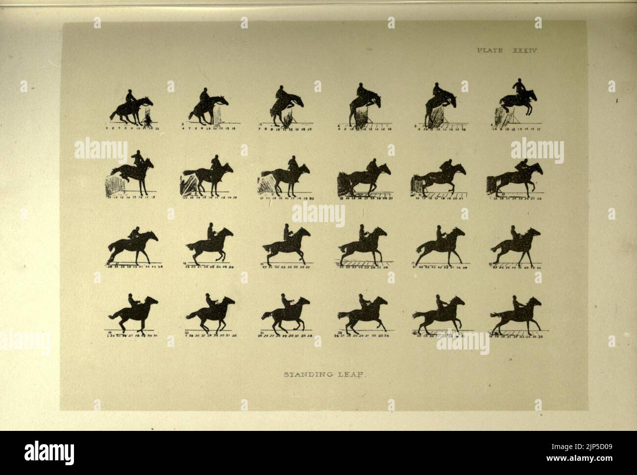 The horse in motion as shown by instantaneous photography Stock Photo ...