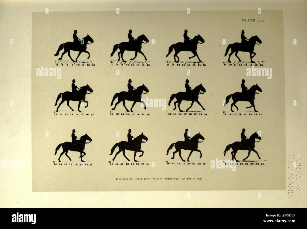 The horse in motion as shown by instantaneous photography Stock Photo ...