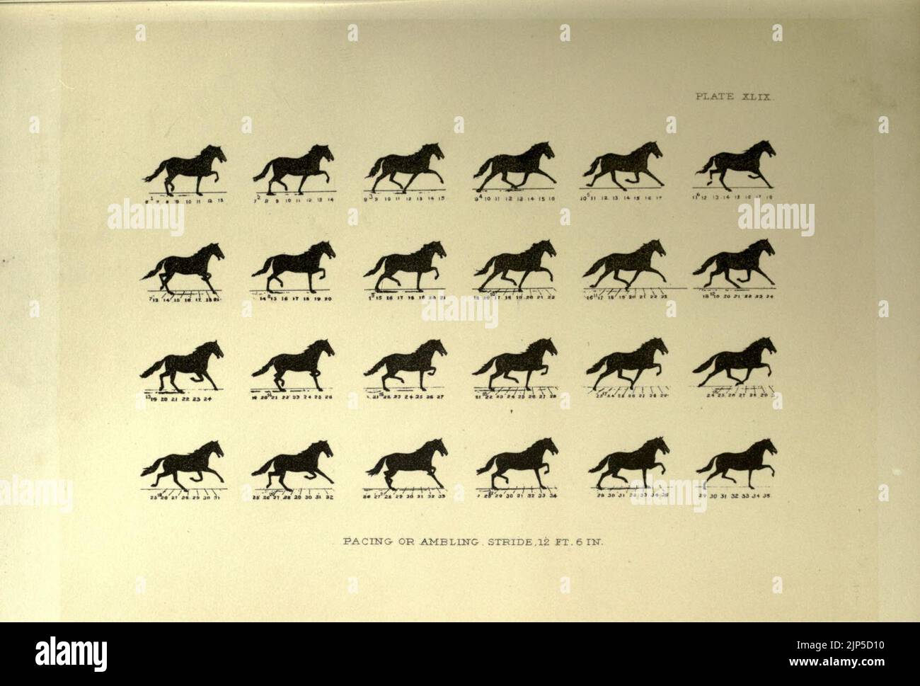 The horse in motion as shown by instantaneous photography Stock Photo ...