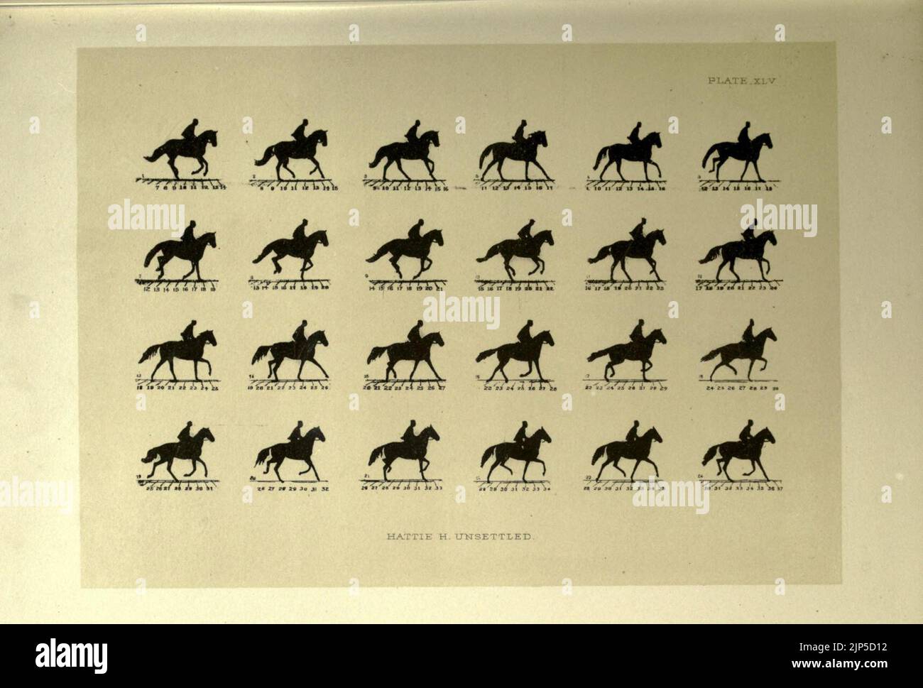 The horse in motion as shown by instantaneous photography Stock Photo ...
