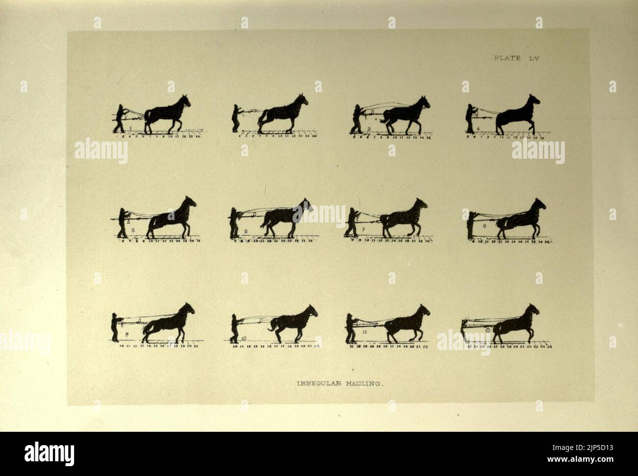 The horse in motion as shown by instantaneous photography Stock Photo ...