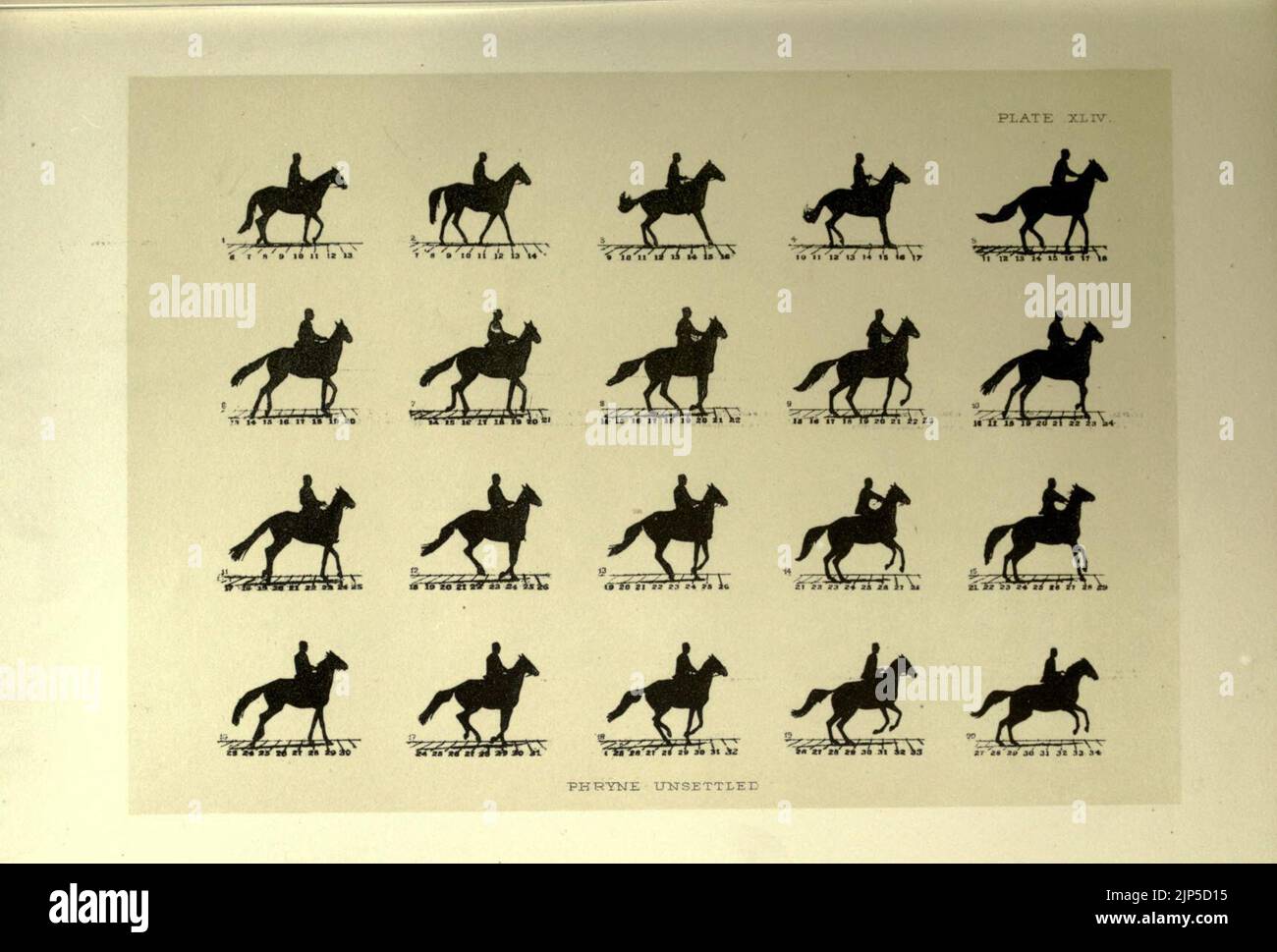 The horse in motion as shown by instantaneous photography Stock Photo ...