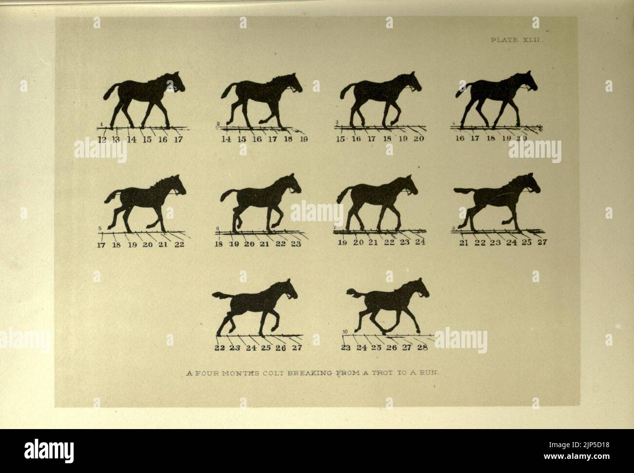 The horse in motion as shown by instantaneous photography Stock Photo ...