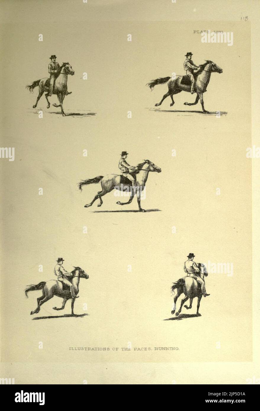 The horse in motion as shown by instantaneous photography Stock Photo ...