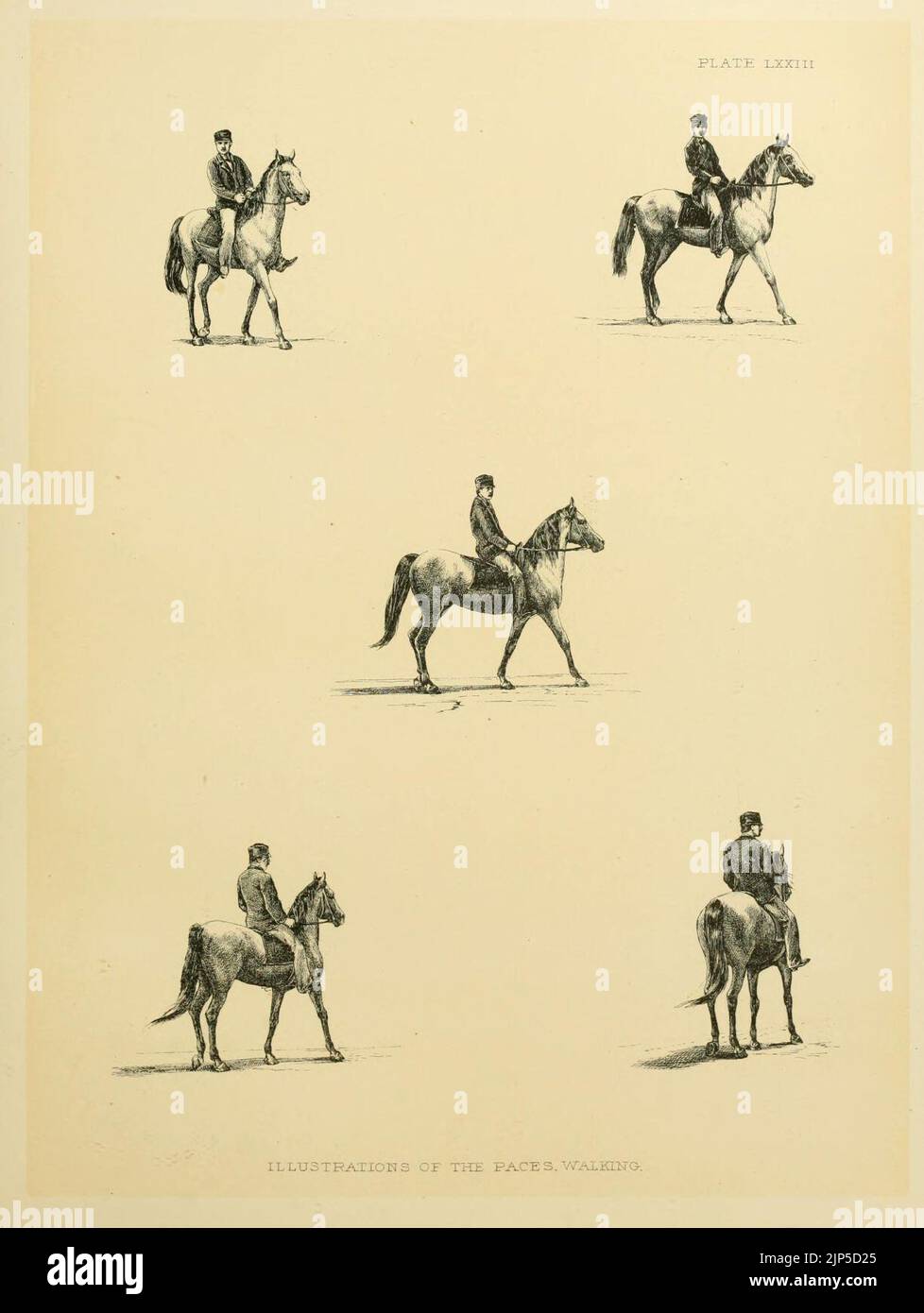 The horse in motion Stock Photo - Alamy