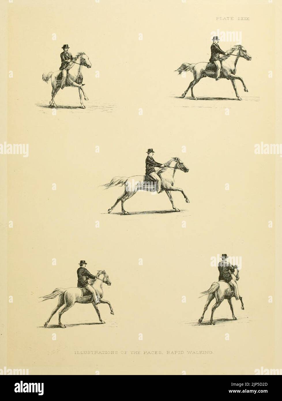 The horse in motion Stock Photo - Alamy