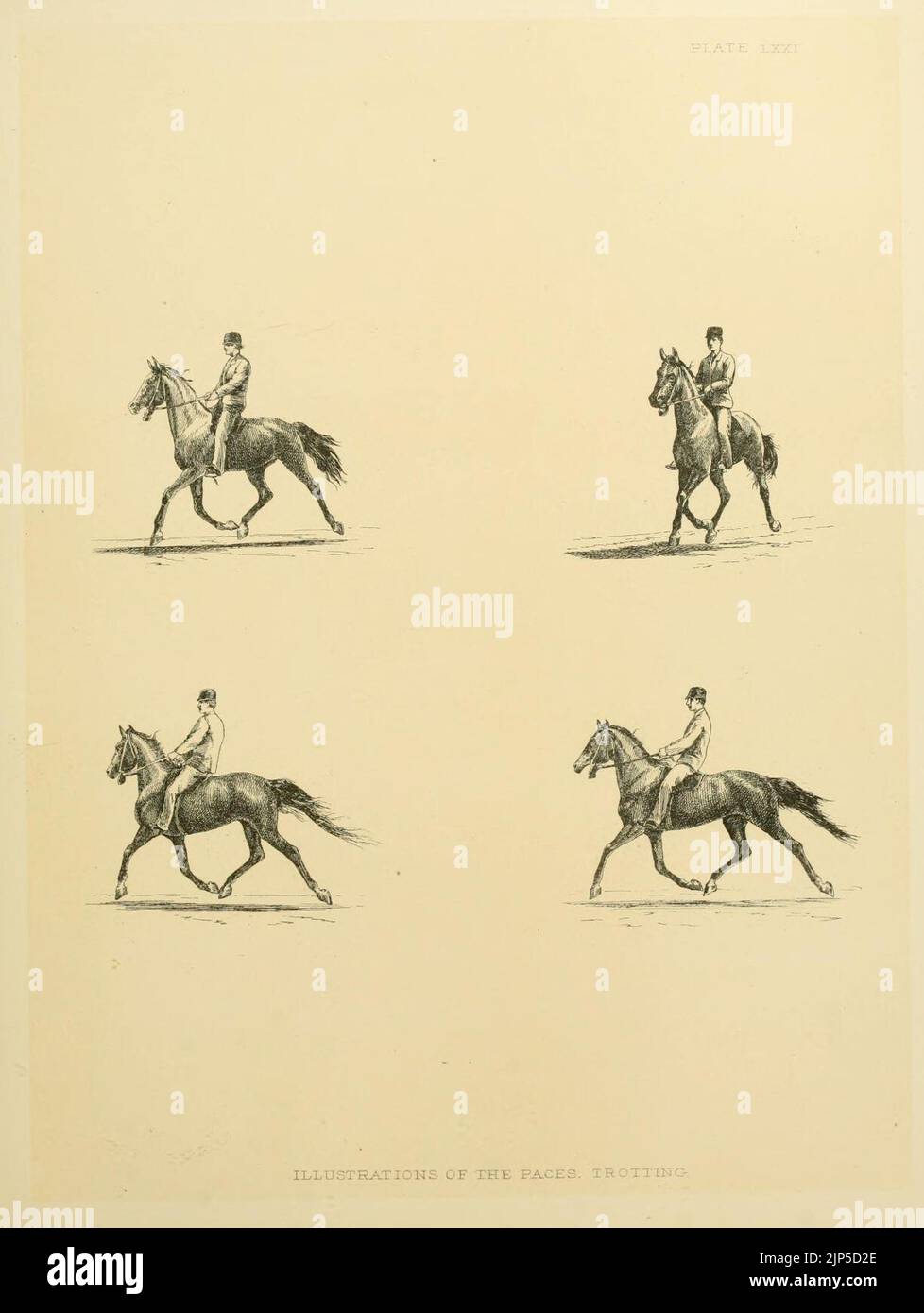 The horse in motion Stock Photo - Alamy