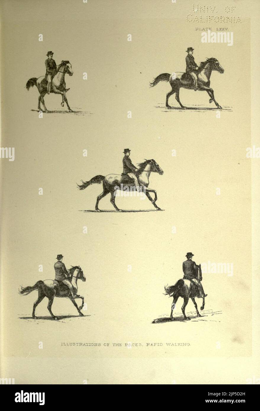 The horse in motion as shown by instantaneous photography Stock Photo ...