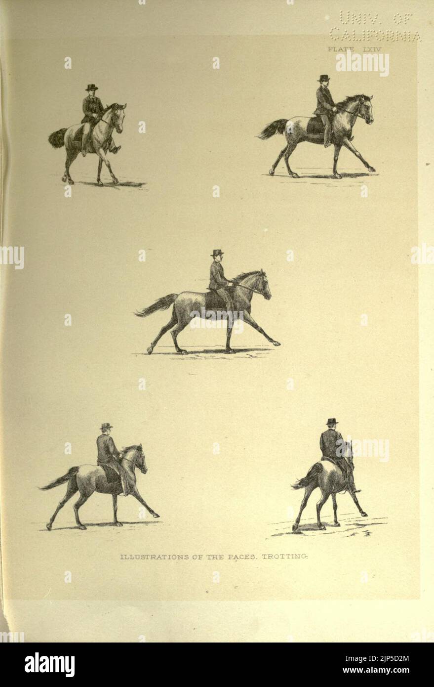 The horse in motion as shown by instantaneous photography Stock Photo ...
