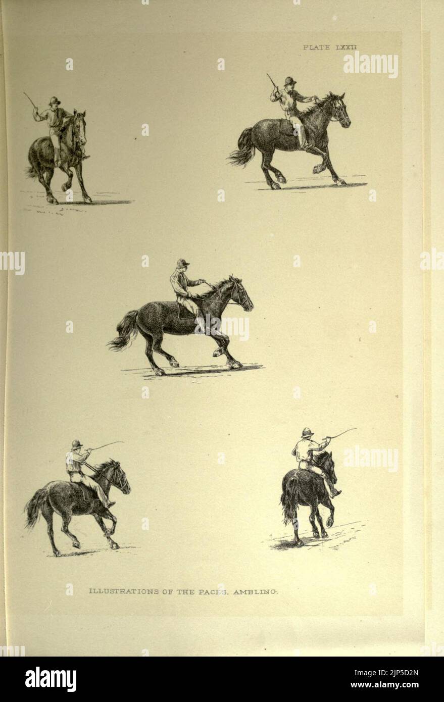 The horse in motion as shown by instantaneous photography Stock Photo ...