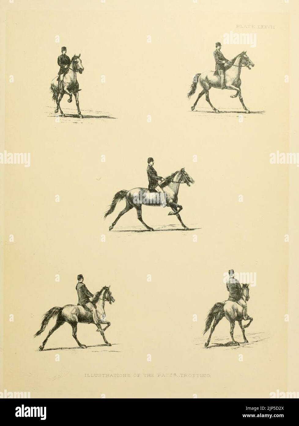 The horse in motion Stock Photo - Alamy