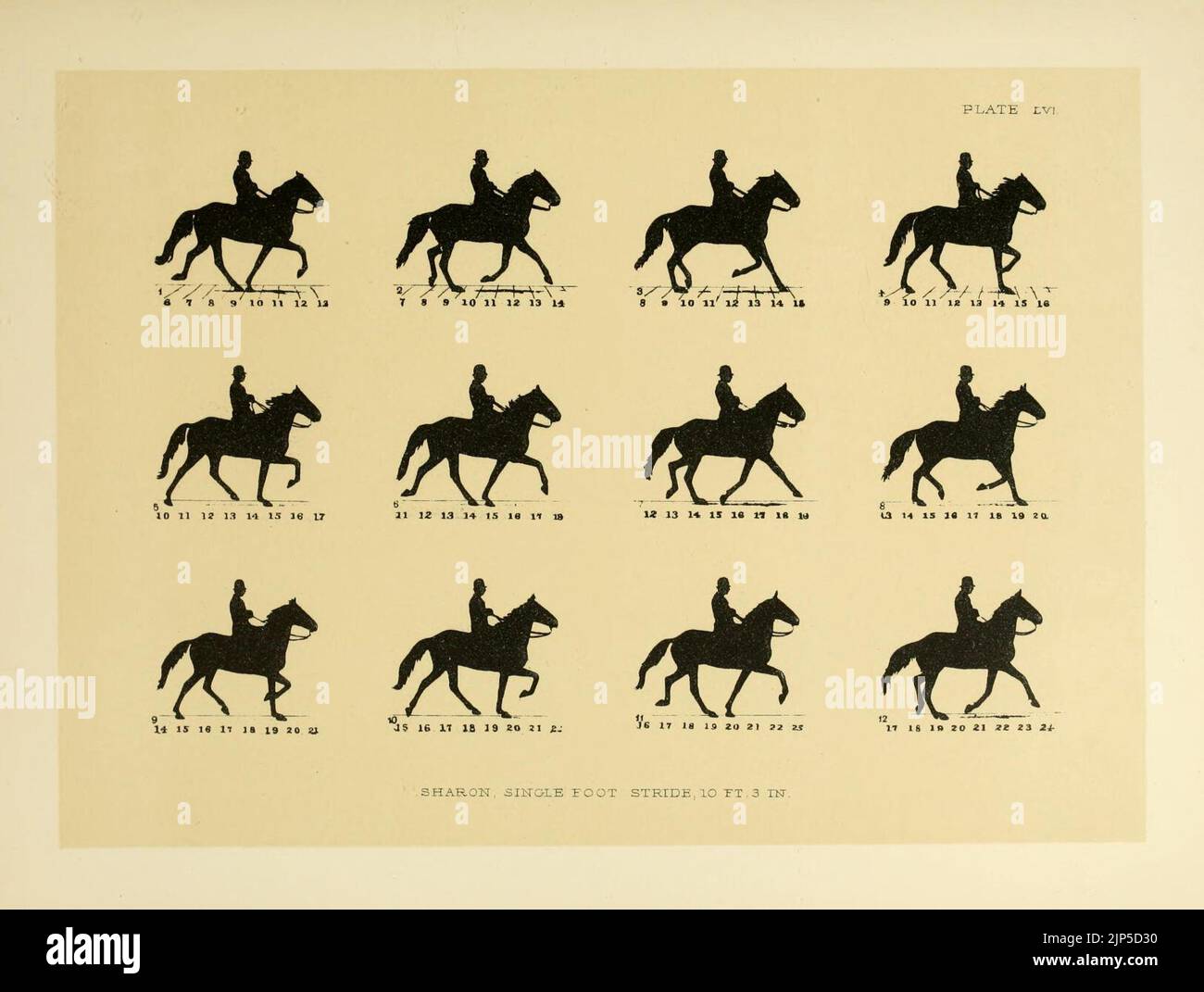 The horse in motion Stock Photo - Alamy