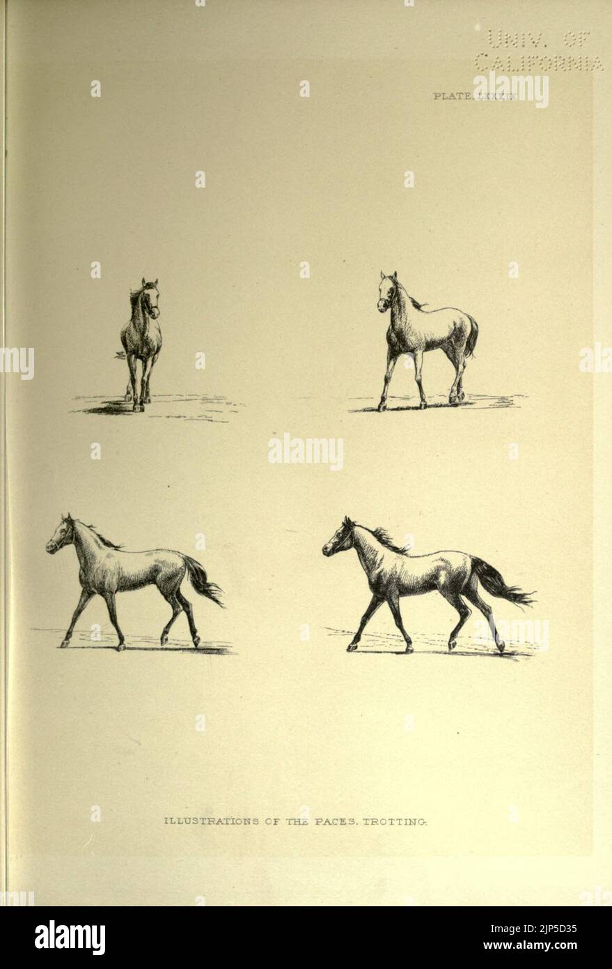 The horse in motion as shown by instantaneous photography Stock Photo ...