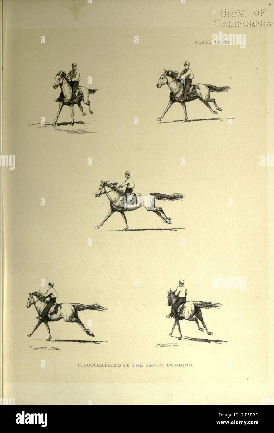 The horse in motion as shown by instantaneous photography Stock Photo ...