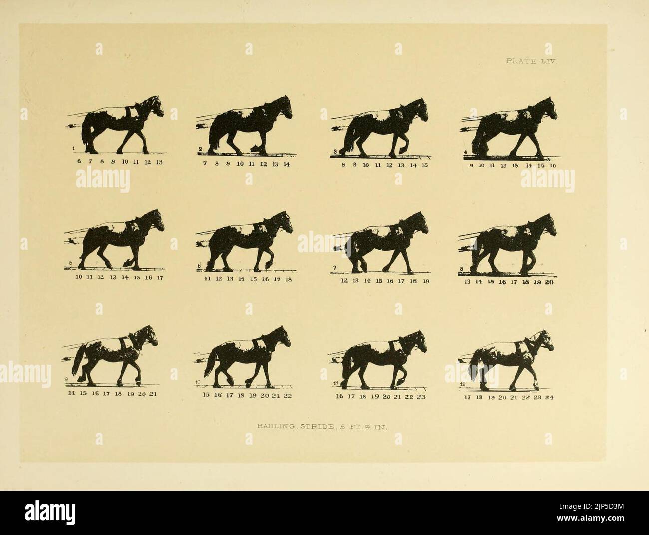 The horse in motion Stock Photo - Alamy