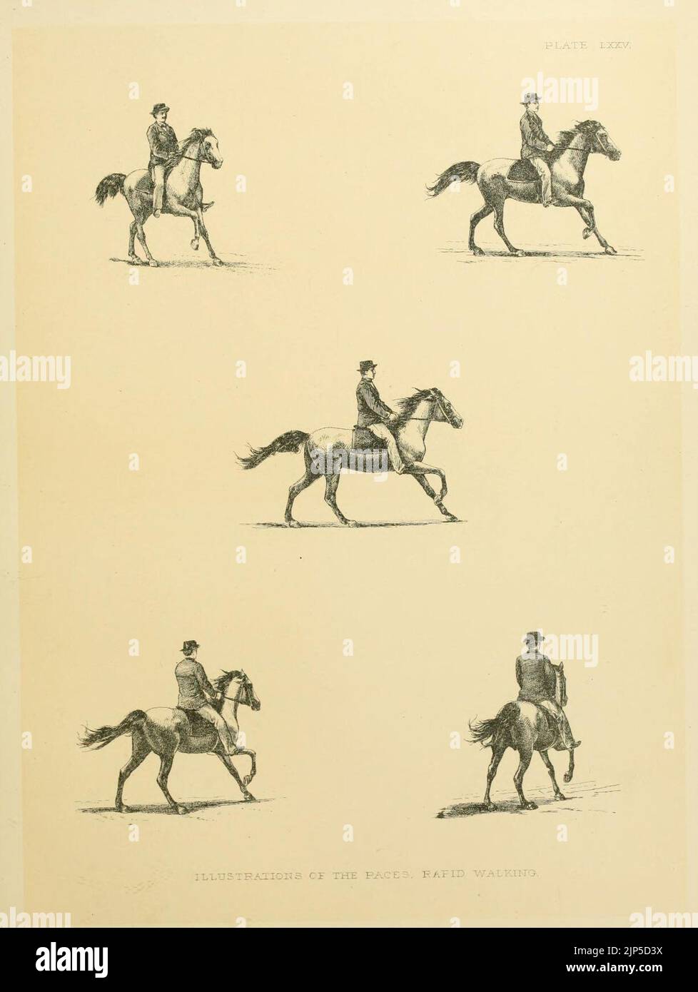 The horse in motion Stock Photo - Alamy