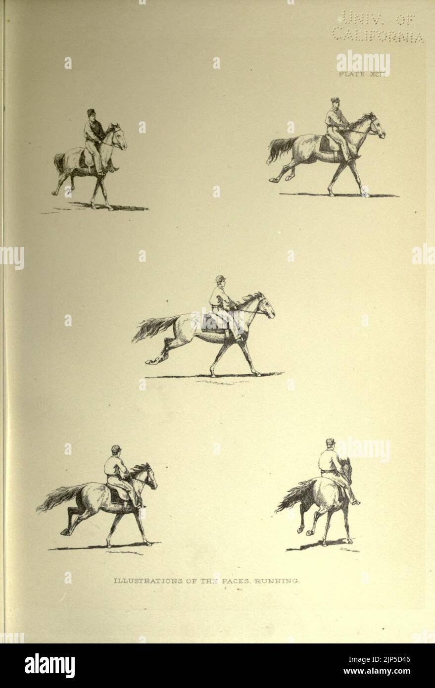 The horse in motion as shown by instantaneous photography Stock Photo ...