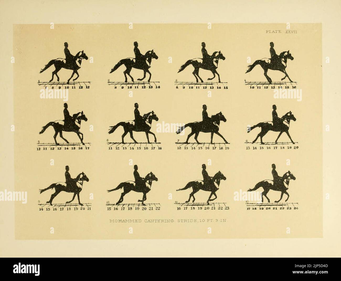 The horse in motion Stock Photo - Alamy