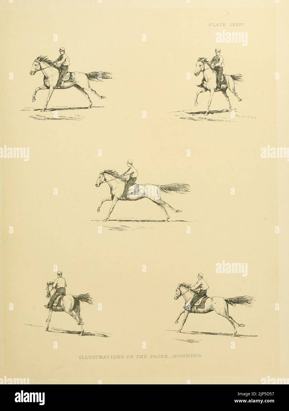 The horse in motion Stock Photo - Alamy