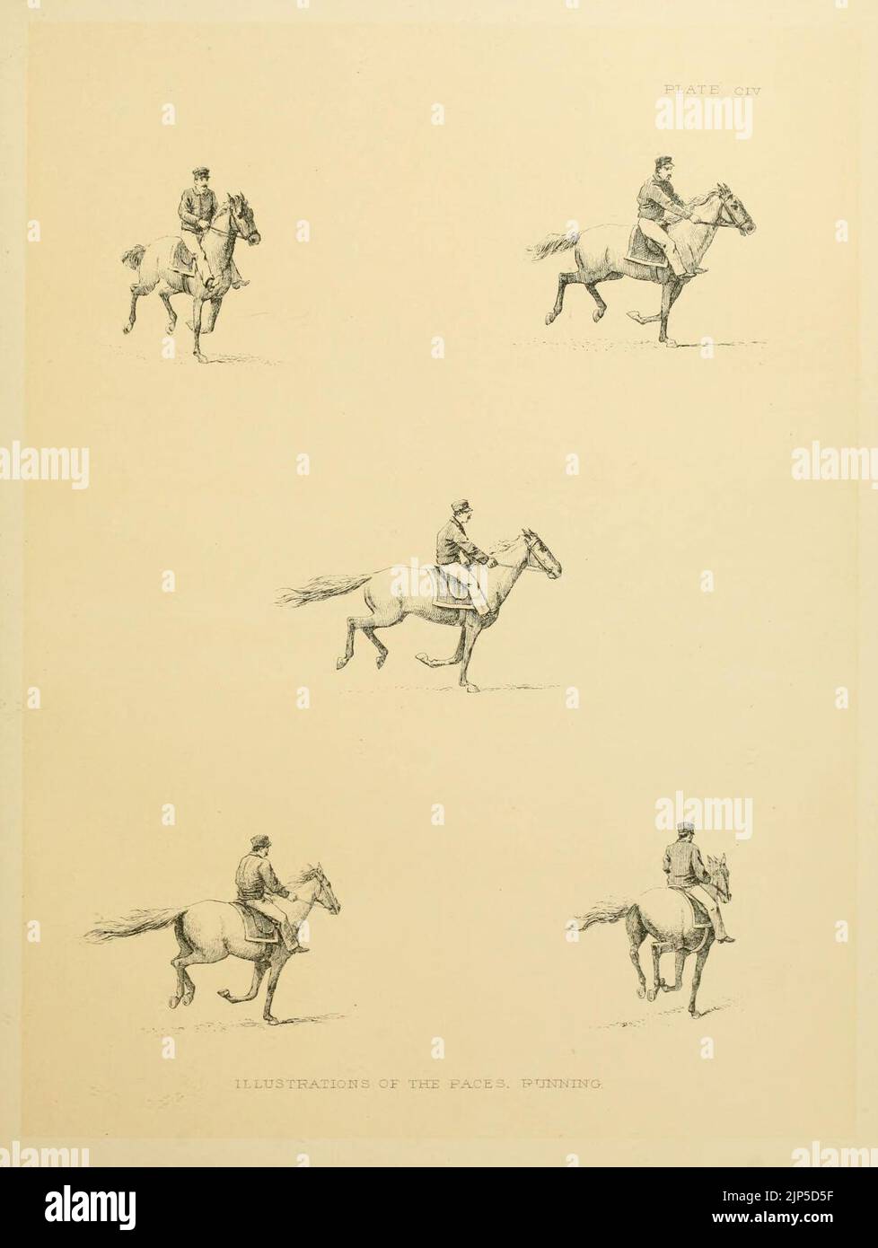 The horse in motion Stock Photo - Alamy