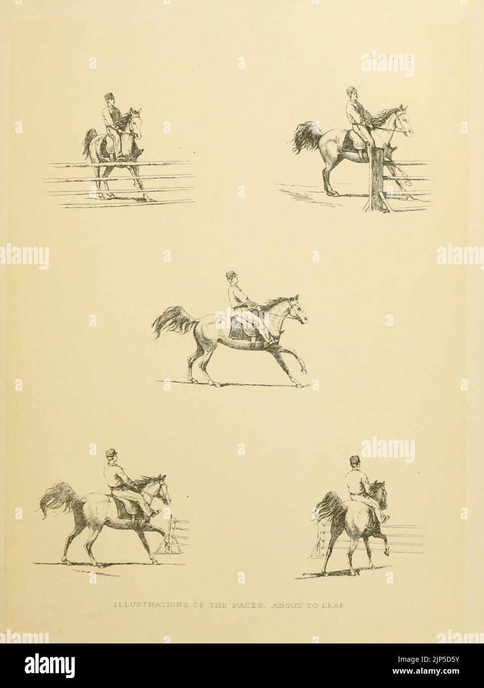 The horse in motion Stock Photo - Alamy