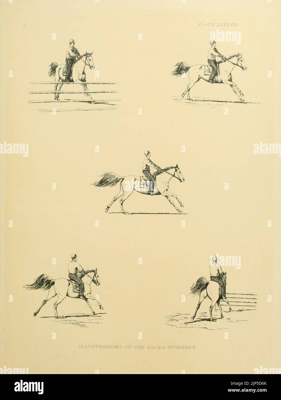 The horse in motion Stock Photo - Alamy